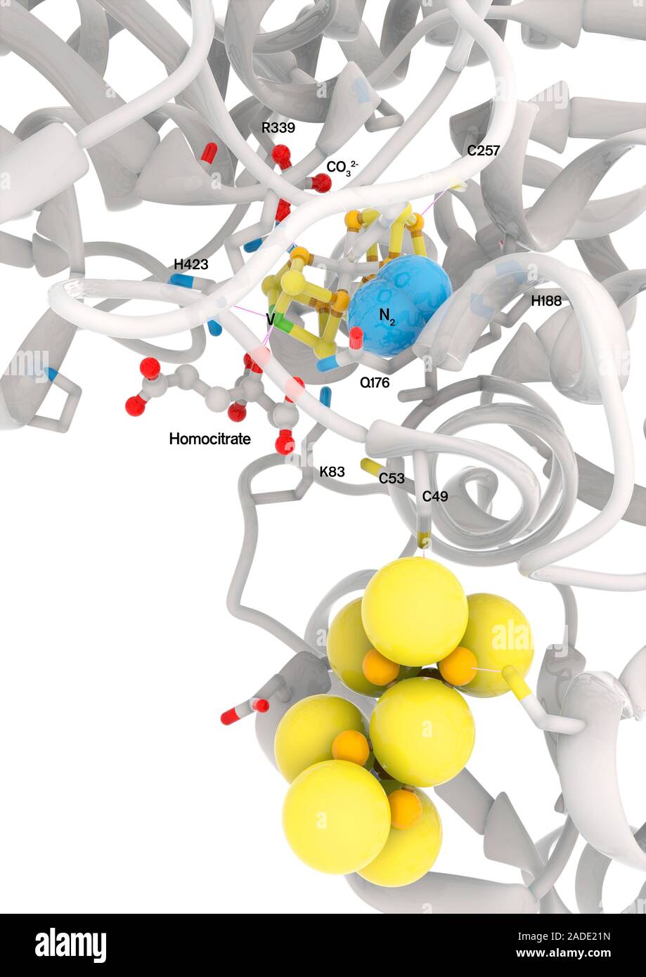 Vanadium nitrogenase molecule. Computer illustration showing the ...