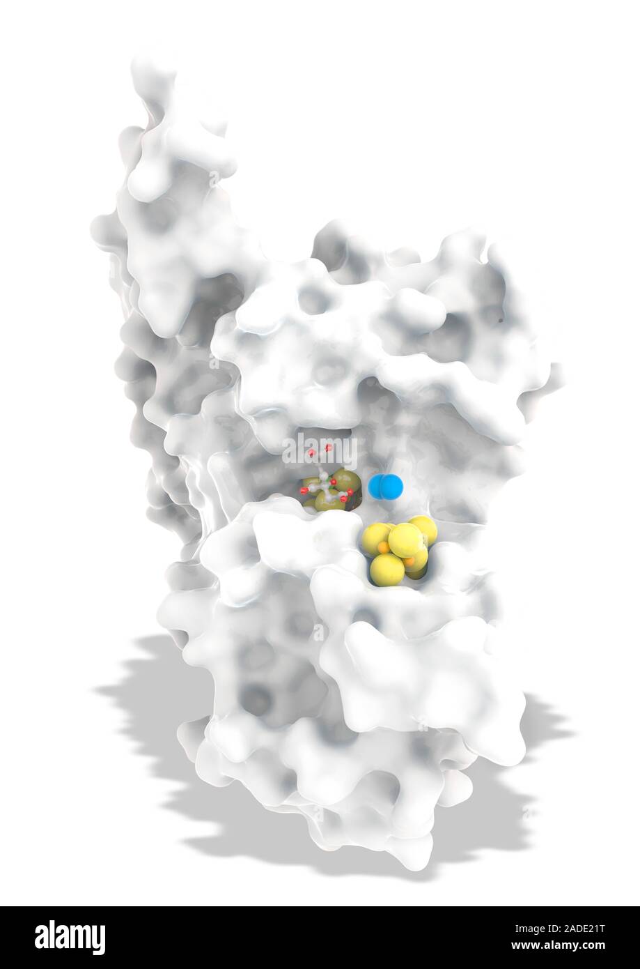 Vanadium nitrogenase molecule. Computer illustration showing the ...