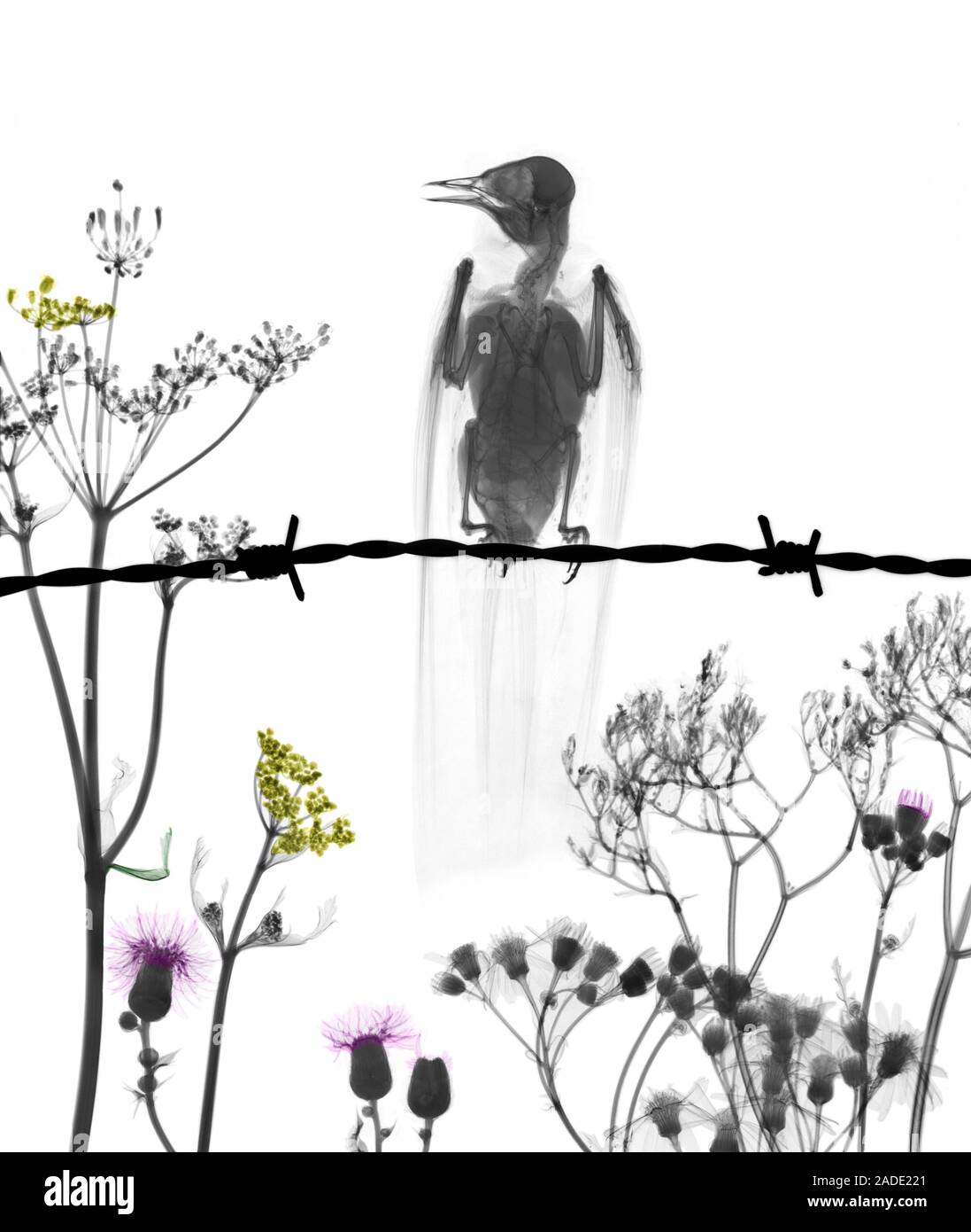 Not for print or poster uses Swallow on barbed wire and flowering ...