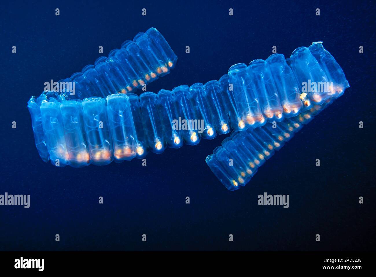 Salp colony (Pegea confoederata). Salps are tubular shaped gelatinous ...