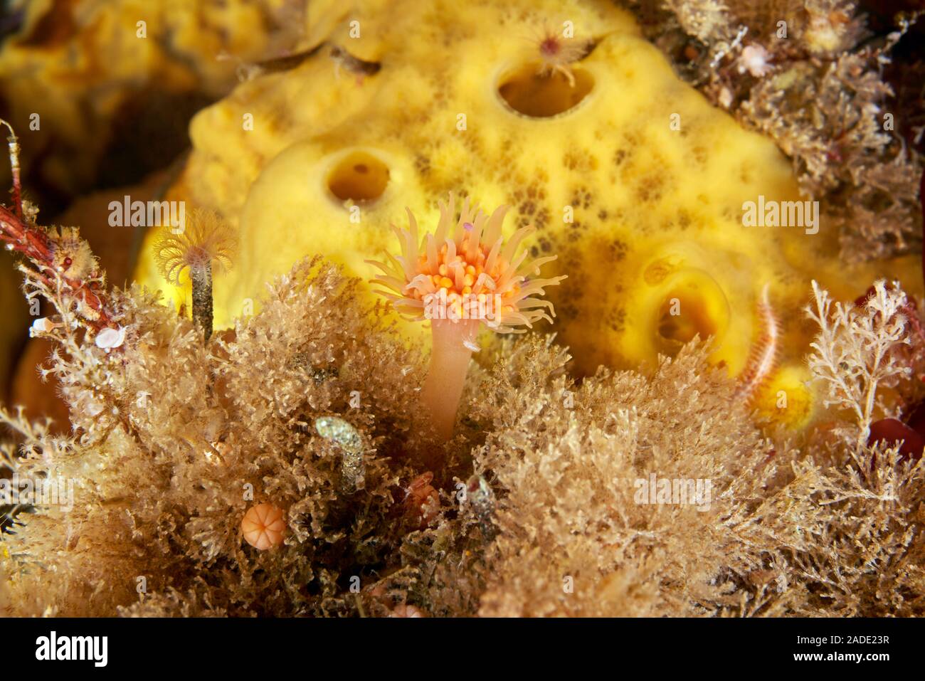 Hydrozoan. Hydrozoa are a type of cnidarian and are related to corals ...