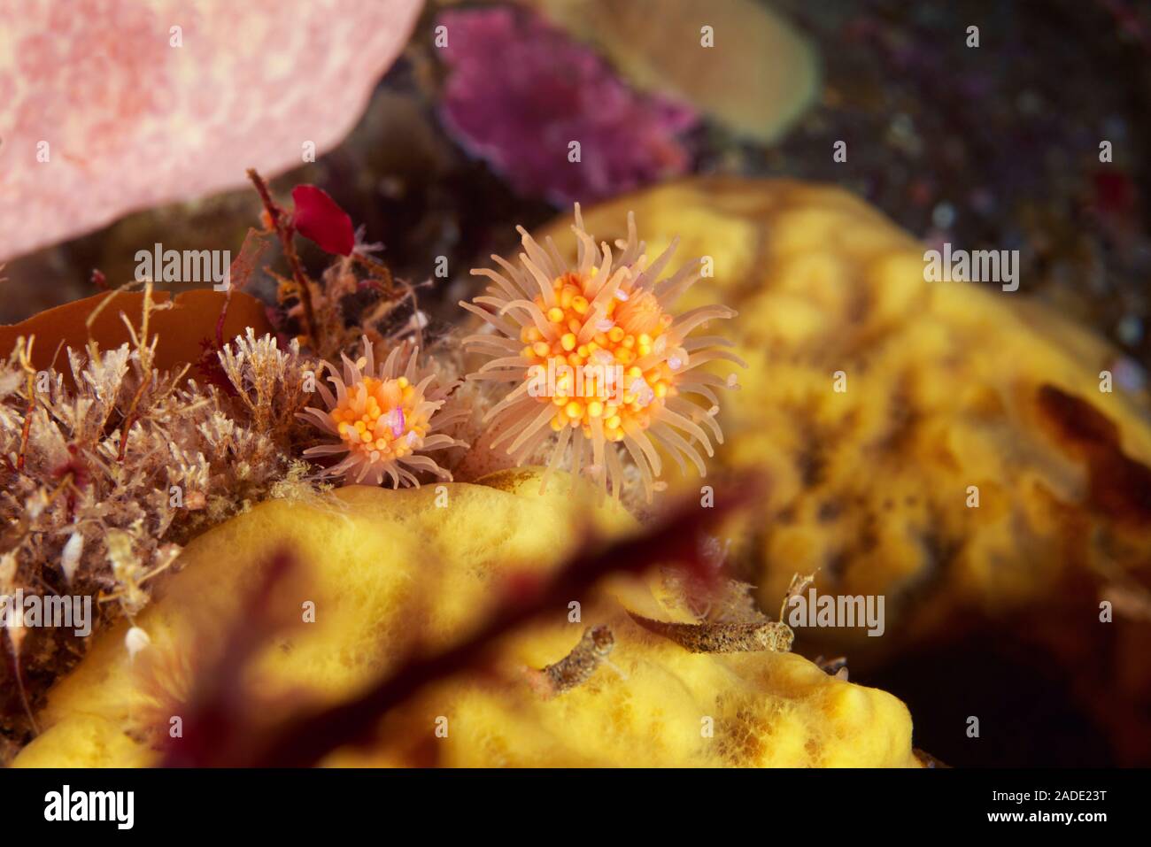 Hydrozoan. Hydrozoa are a type of cnidarian and are related to corals ...