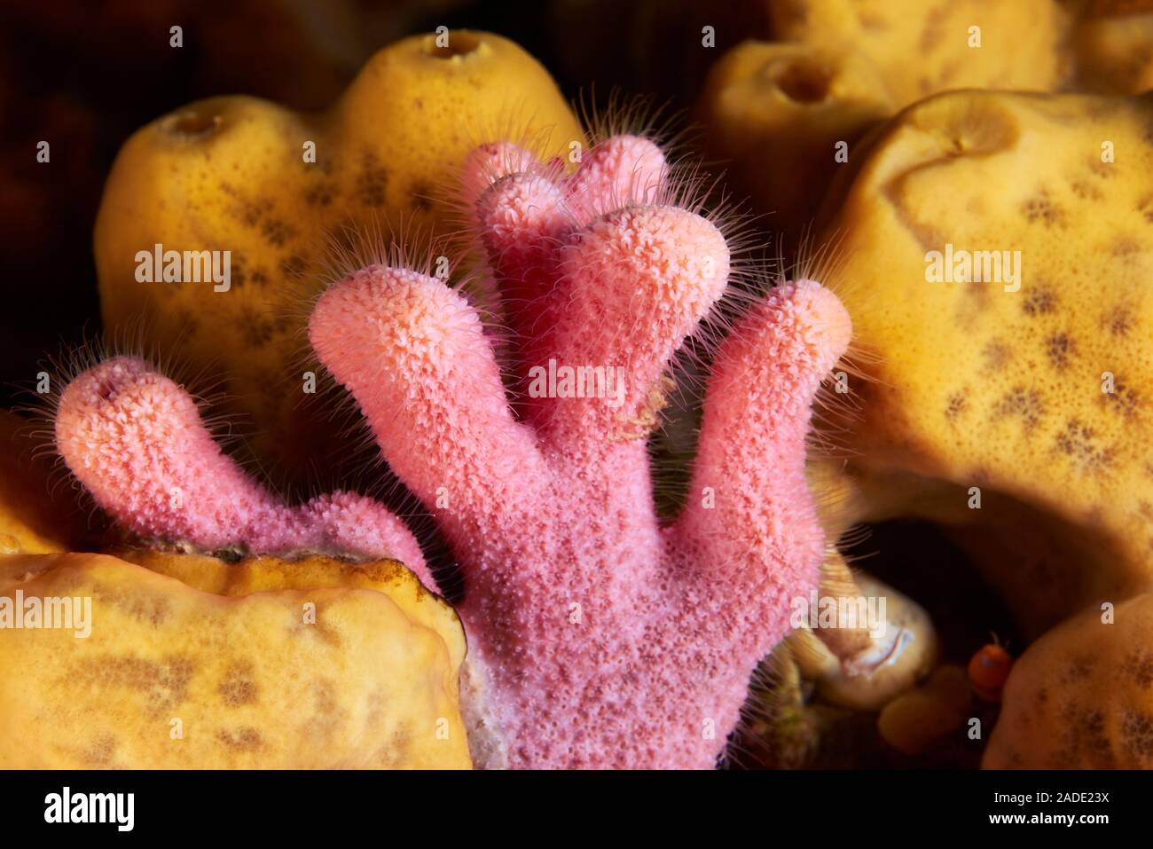 Hydrozoan. Hydrozoa are a type of cnidarian and are related to corals ...