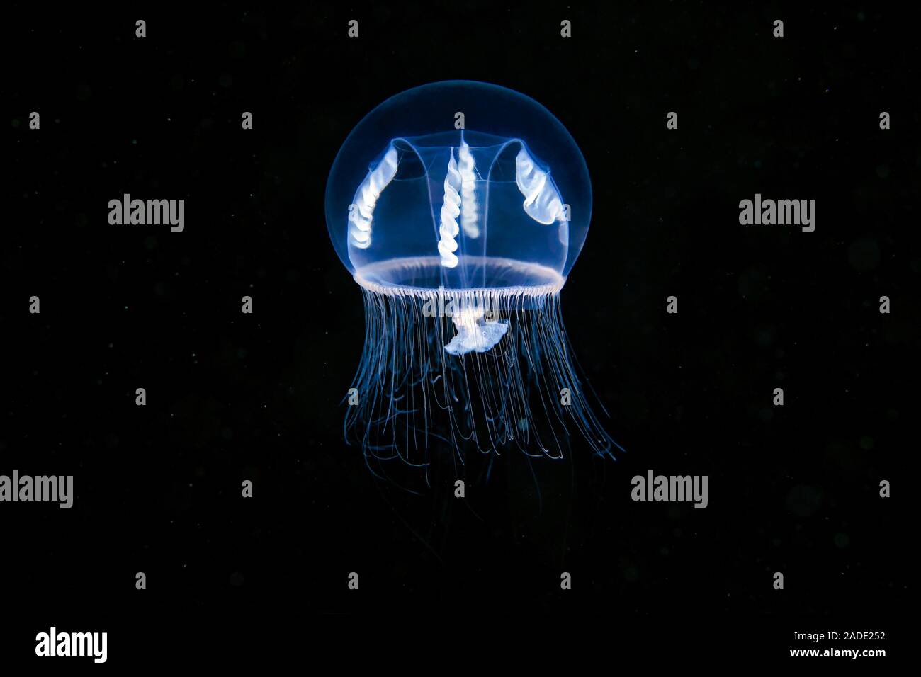 Eutonina indicans jellyfish. Jellyfish are free-swimming aquatic ...