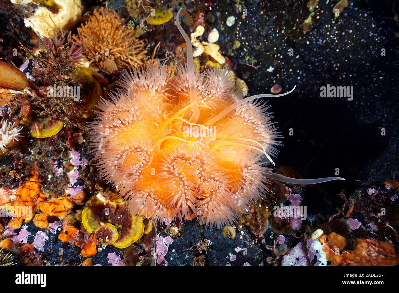 Metridium senile sea anemone. Photographed in the western Pacific Ocean ...