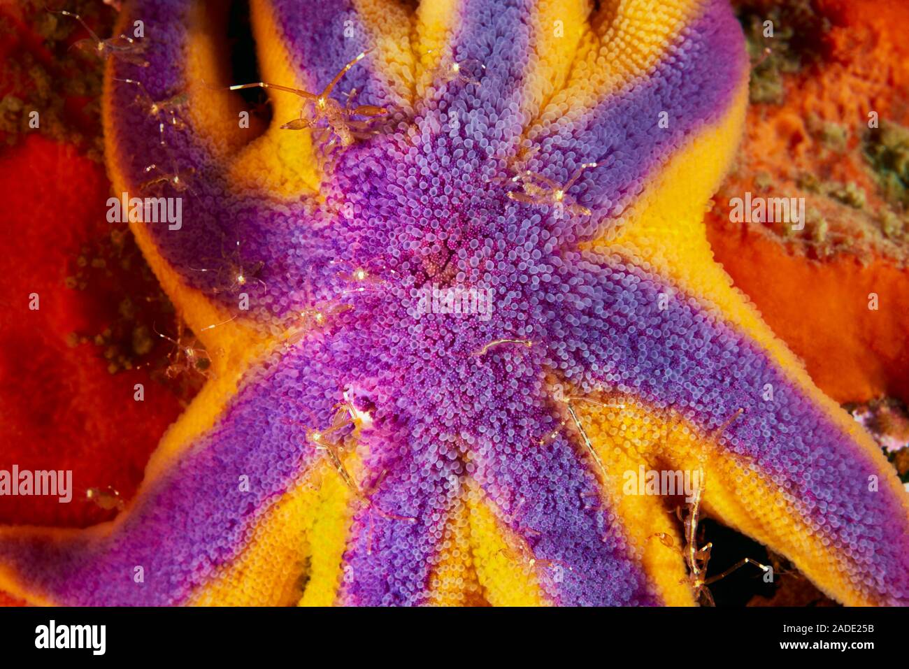 Solaster starfish. Starfish, also known as sea stars, are a type of marine invertebrate. They ...