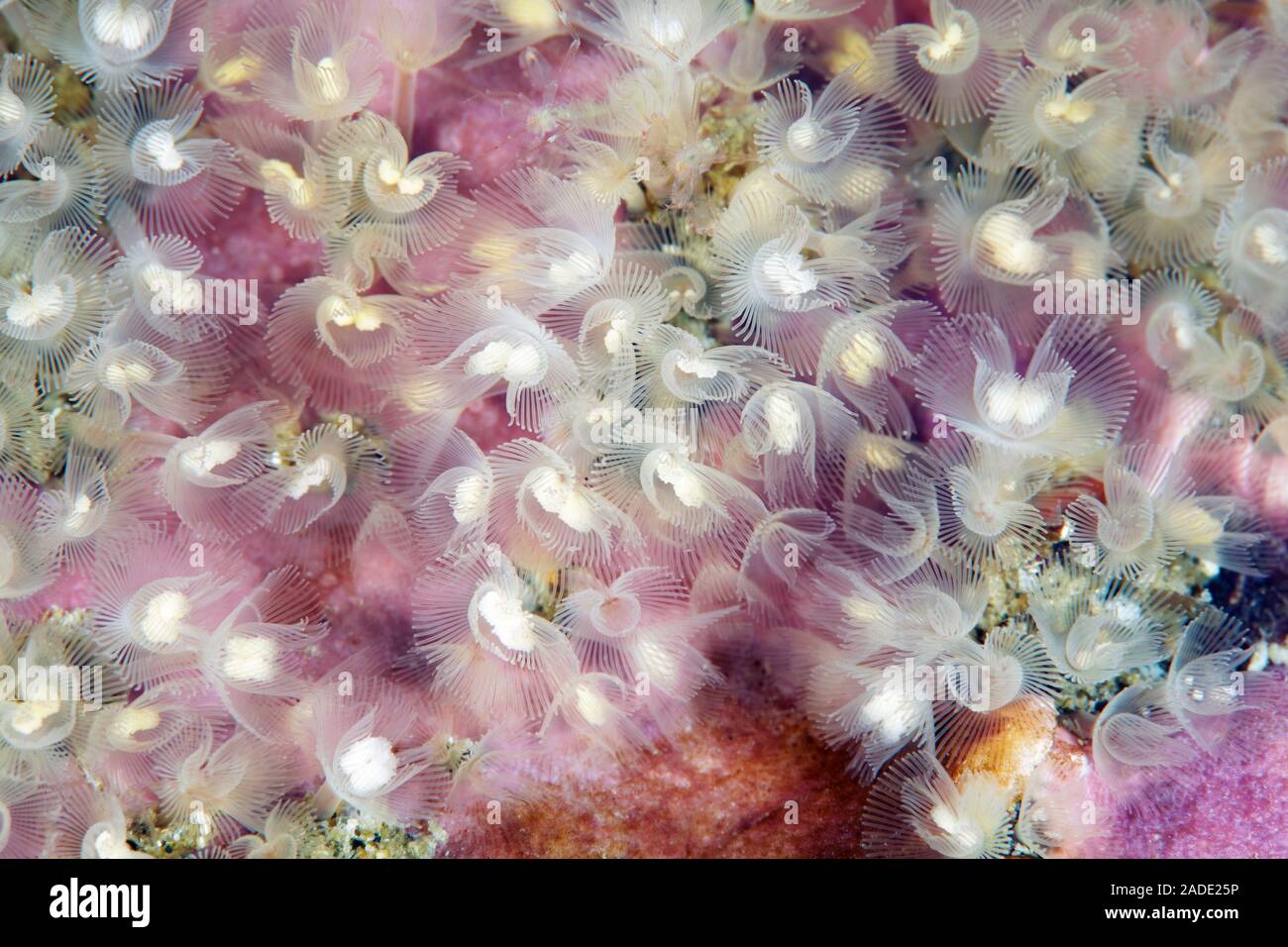 Phoronis tubeworms, also known as horseshoe worms. Photographed in the ...