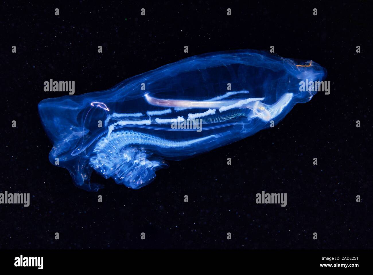 Blastozooid chain inside a salp. Salps are tubular shaped gelatinous ...
