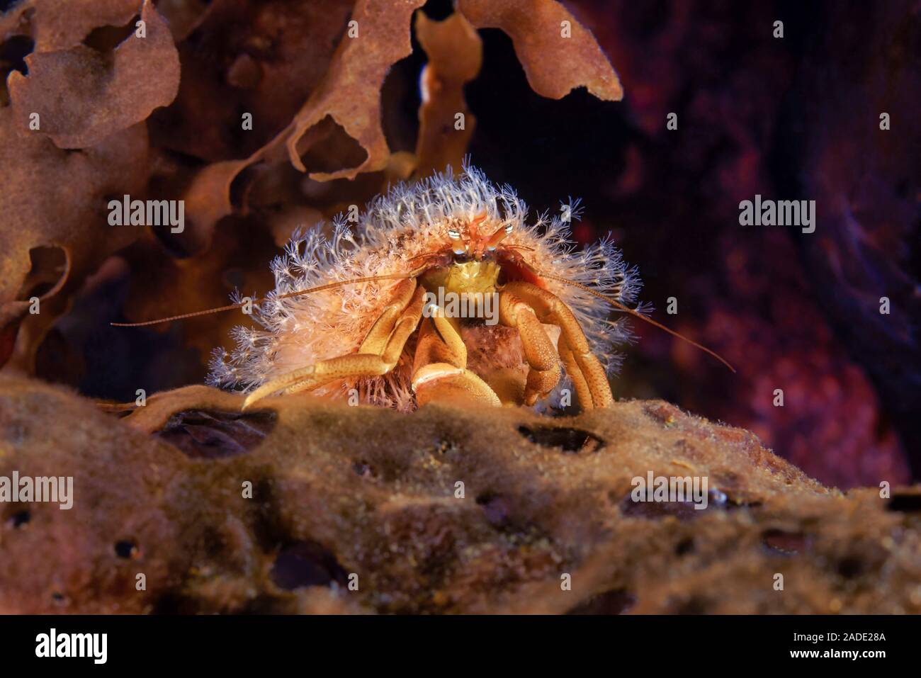 Hermit crab with hydrozoans on its shell. A hermit crab has no shell of ...