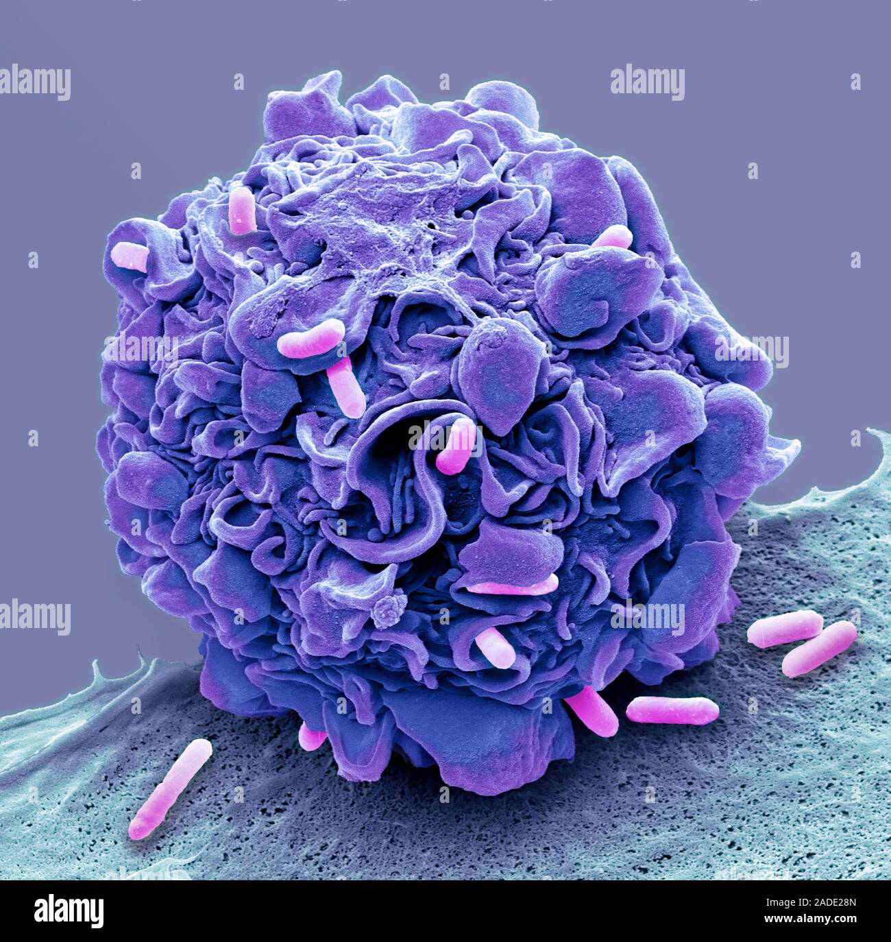 Macrophage engulfing e.coli bacteria. Coloured composition scanning ... Macrophage engulfing e.coli bacteria. Coloured composition scanning ...