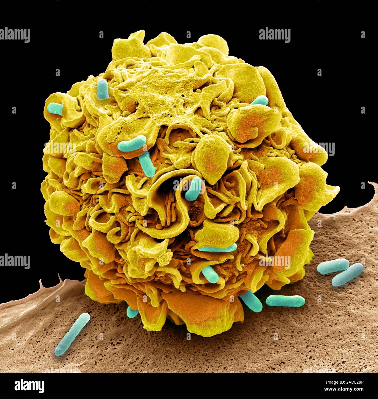 Macrophage engulfing e.coli bacteria. Coloured composition scanning electron micrograph (SEM) of ...