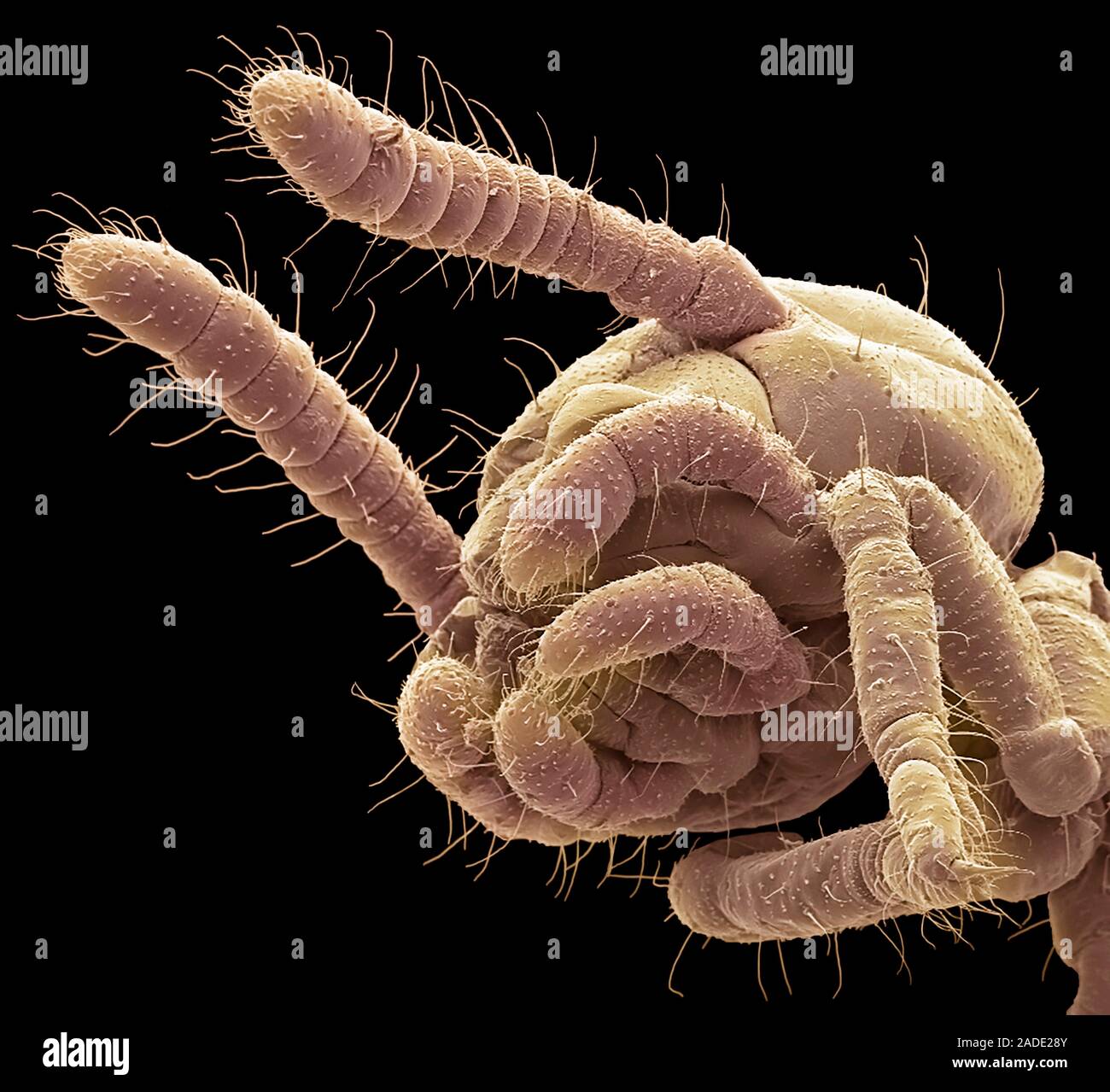 Magnetic termite nymph. Coloured scanning electron micrograph (SEM) of ...