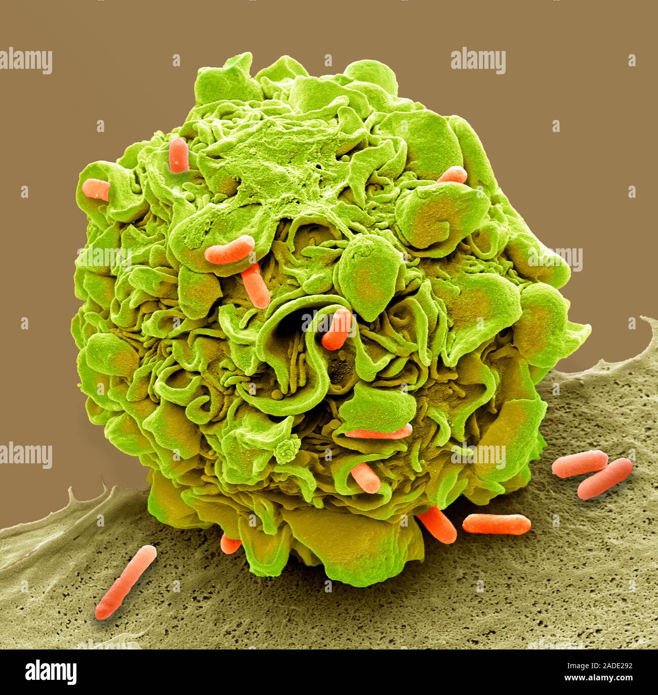 How Do White Blood Cells Engulf Bacteria at Nathan Tate blog