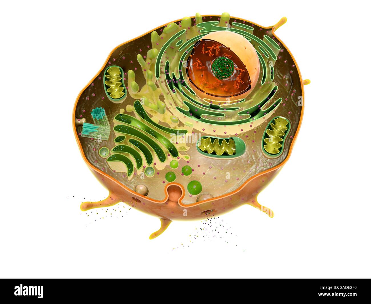 Animal cell structure. Illustration of the internal structure of an ...