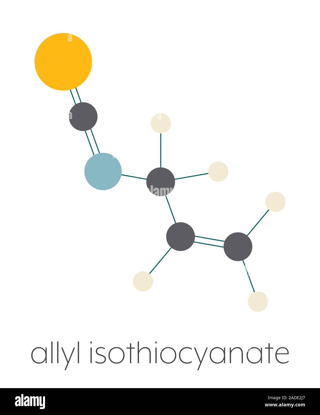 Allyl isothiocyanate mustard pungency molecule. Responsible for pungent ...