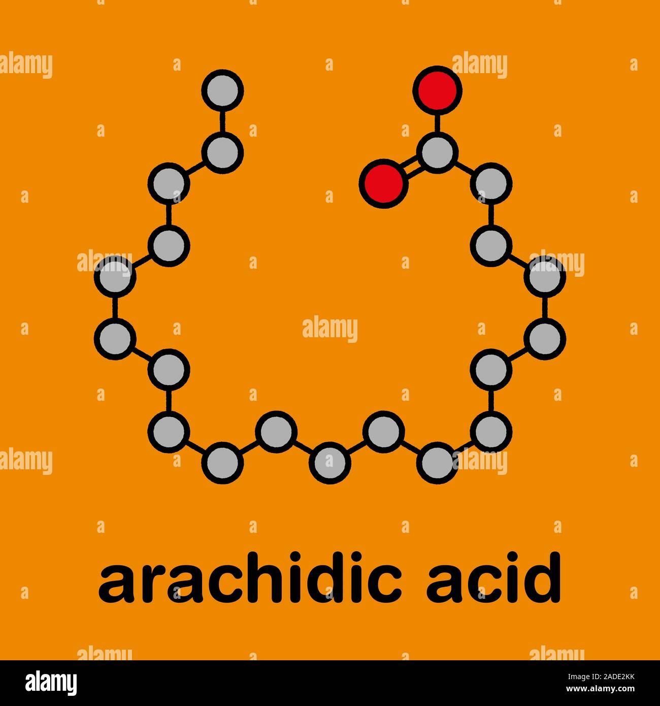 Arachidic (eicosanoic) acid molecule. Saturated fatty acid. Stylized ...