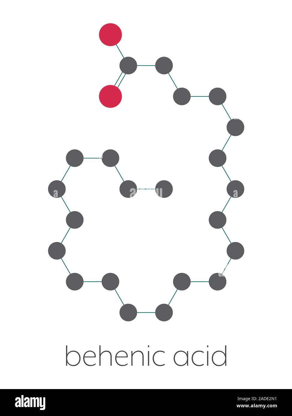 Behenic acid (docosanoic acid) saturated fatty acid molecule. Stylized ...