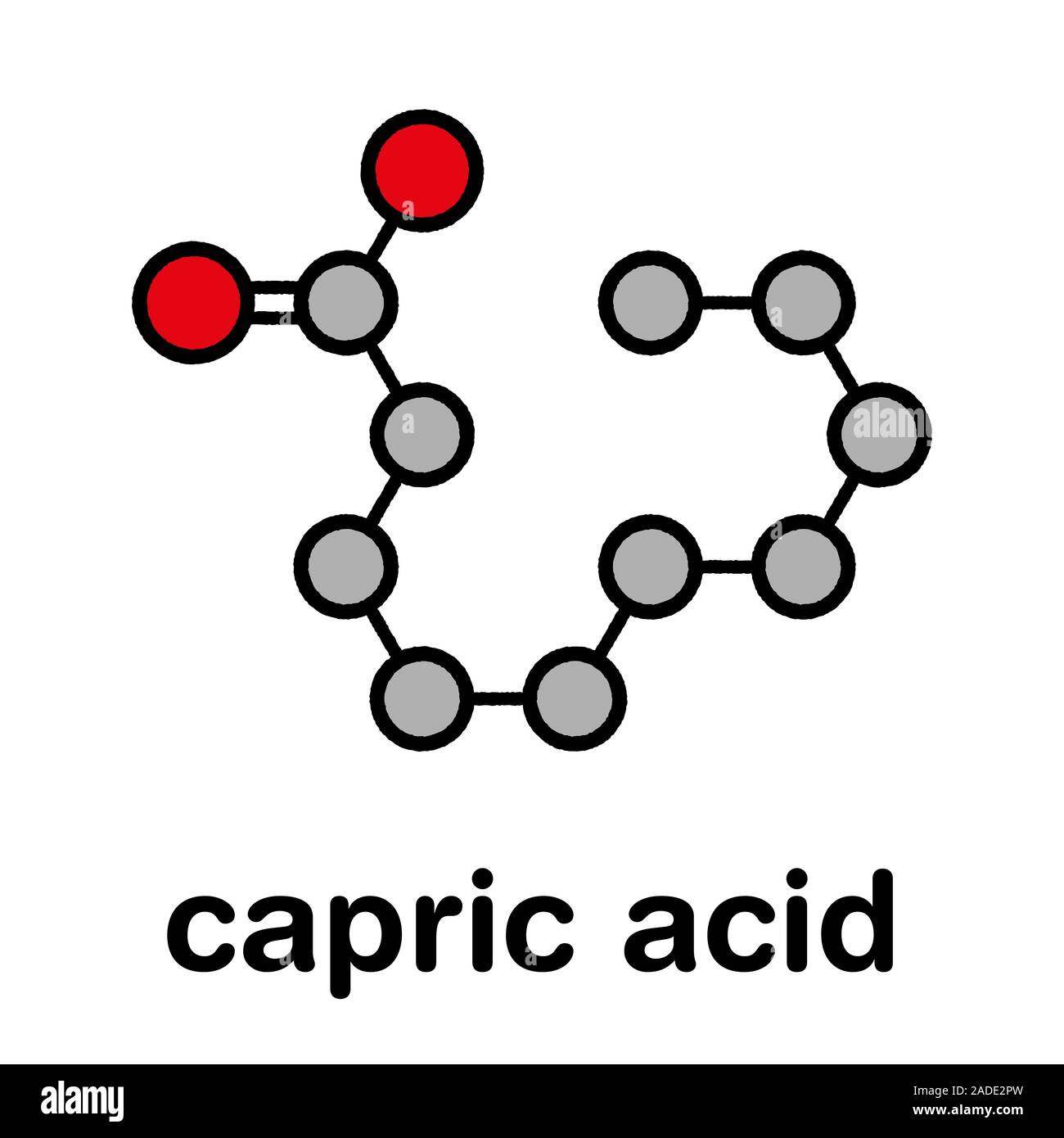 Capric (decanoic) acid molecule. Common saturated fatty acid. Stylized ...