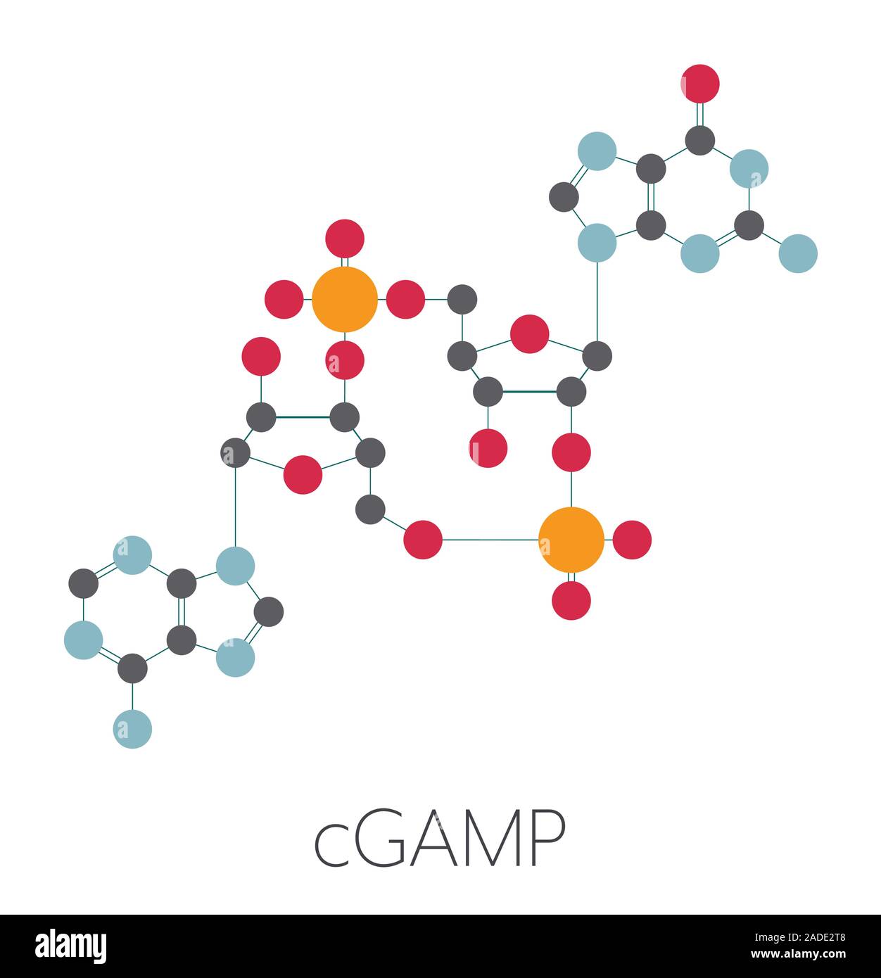 Cyclic guanosine monophosphate-adenosine monophosphate (2',3'-cGAMP ...