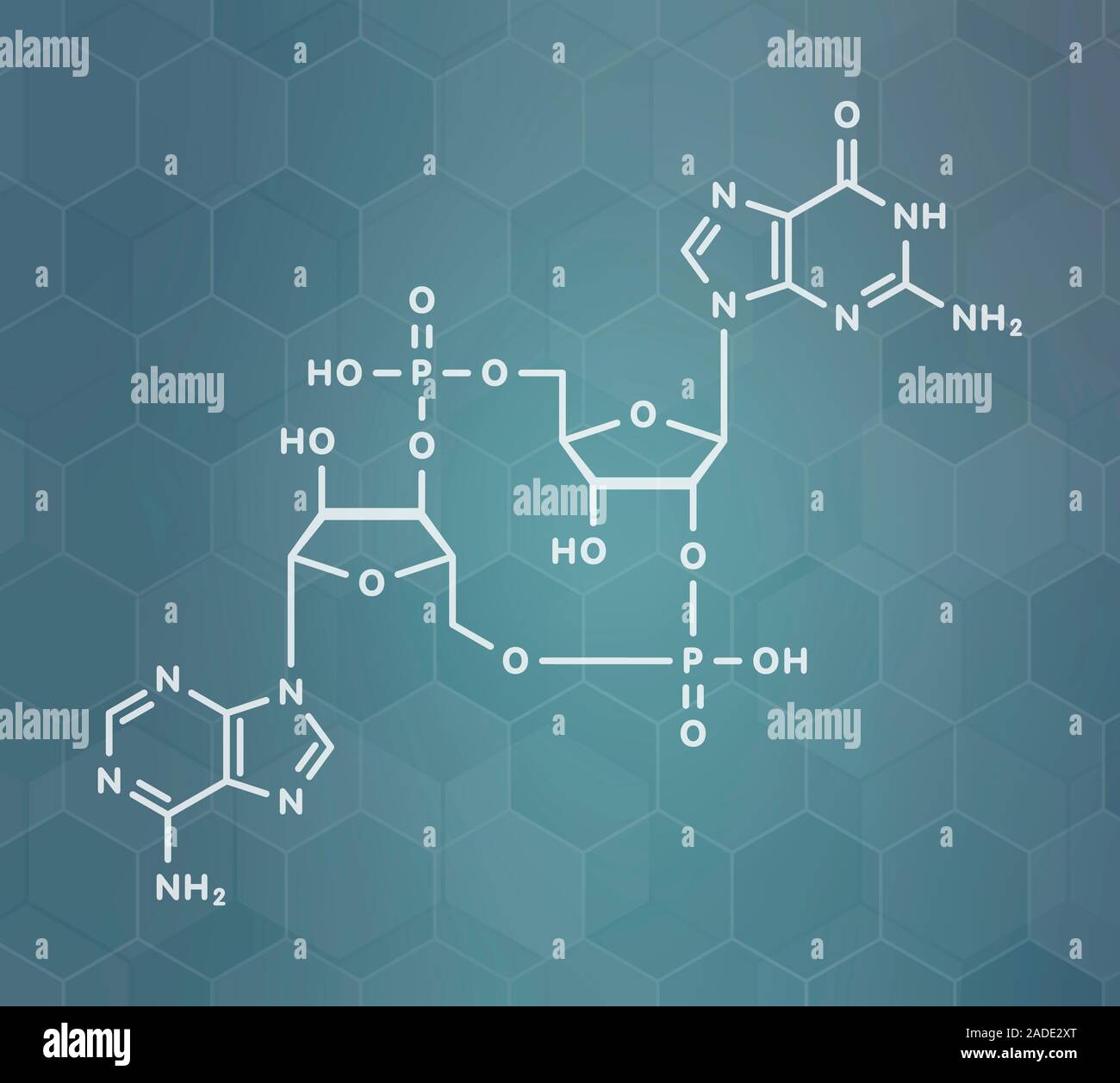 Cyclic guanosine monophosphate-adenosine monophosphate (2',3'-cGAMP ...