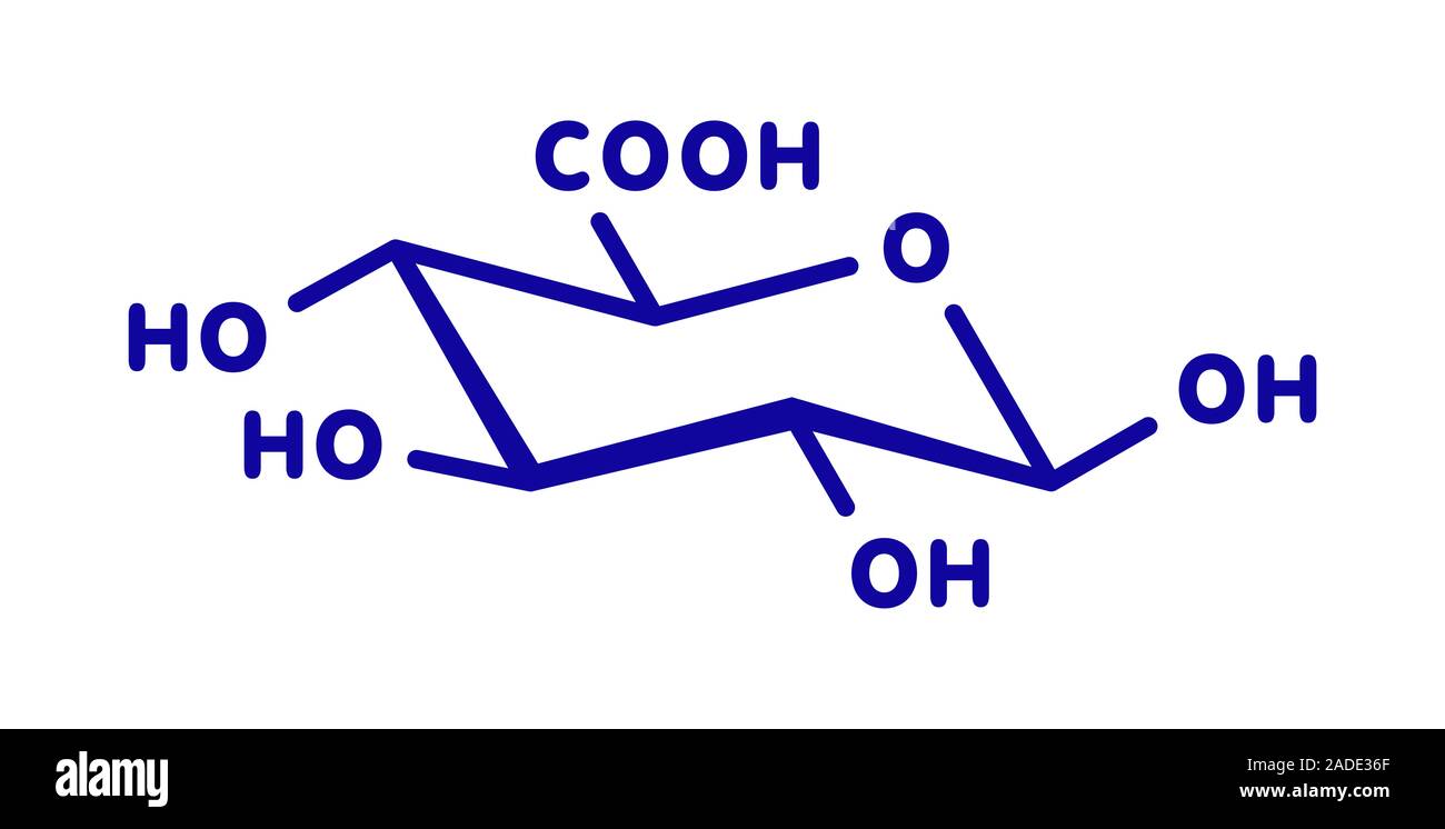 Glucuronic acid molecule. Glucuronidation of xenobiotics plays role in ...