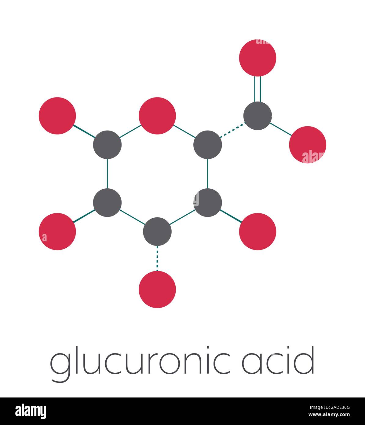 Glucuronic acid molecule. Glucuronidation of xenobiotics plays role in ...
