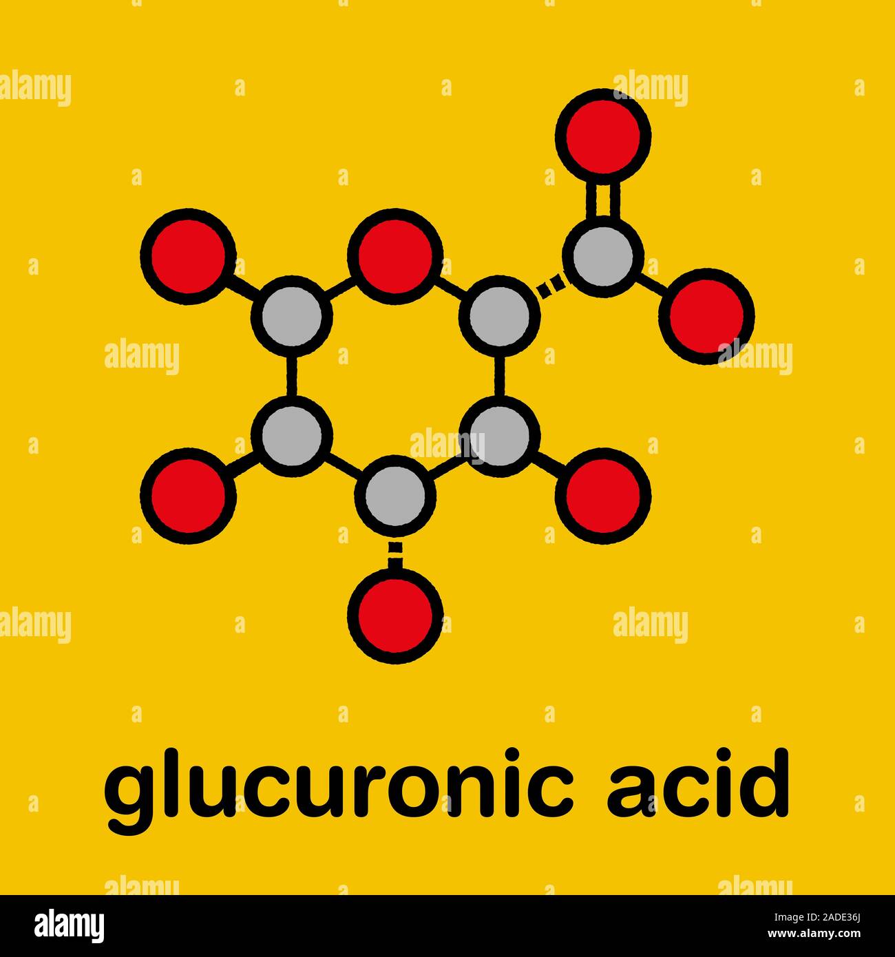 Glucuronic acid molecule. Glucuronidation of xenobiotics plays role in ...