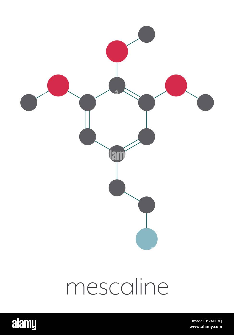Mescaline peyote cactus psychedelic molecule. Stylized skeletal formula ...