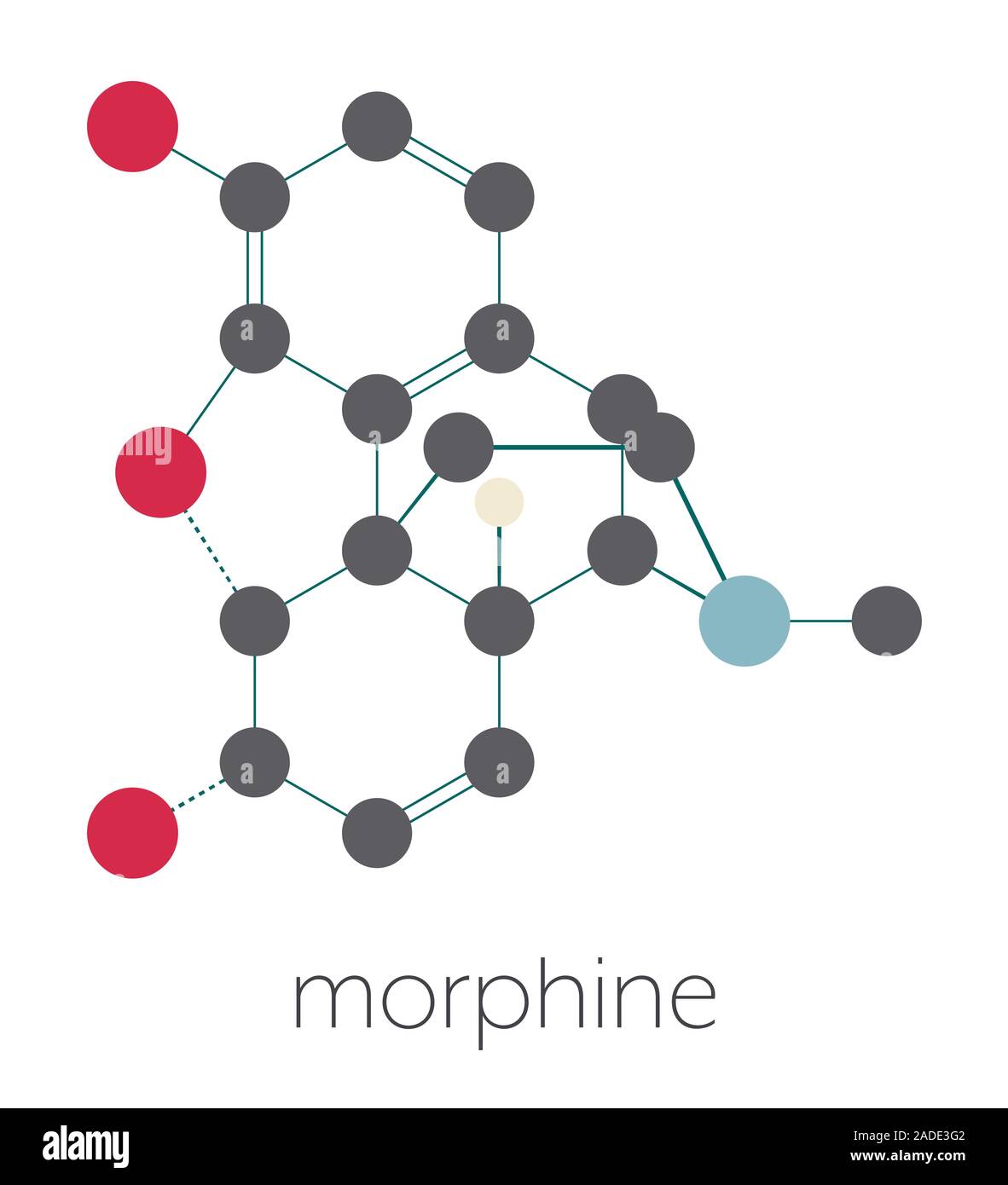 Morphine pain drug molecule. Highly addictive. Isolated from opium ...