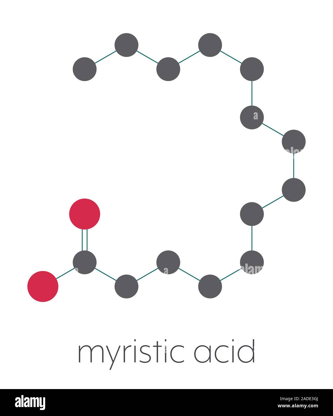 Myristic (tetradecanoic) acid saturated fatty acid molecule. Stylized ...