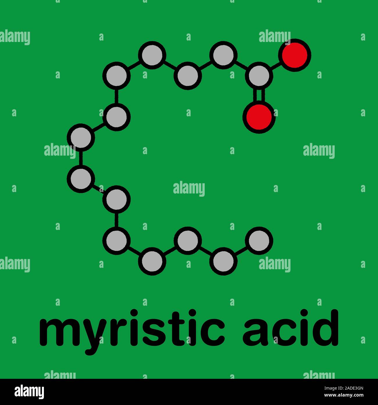 Myristic (tetradecanoic) acid saturated fatty acid molecule. Stylized ...