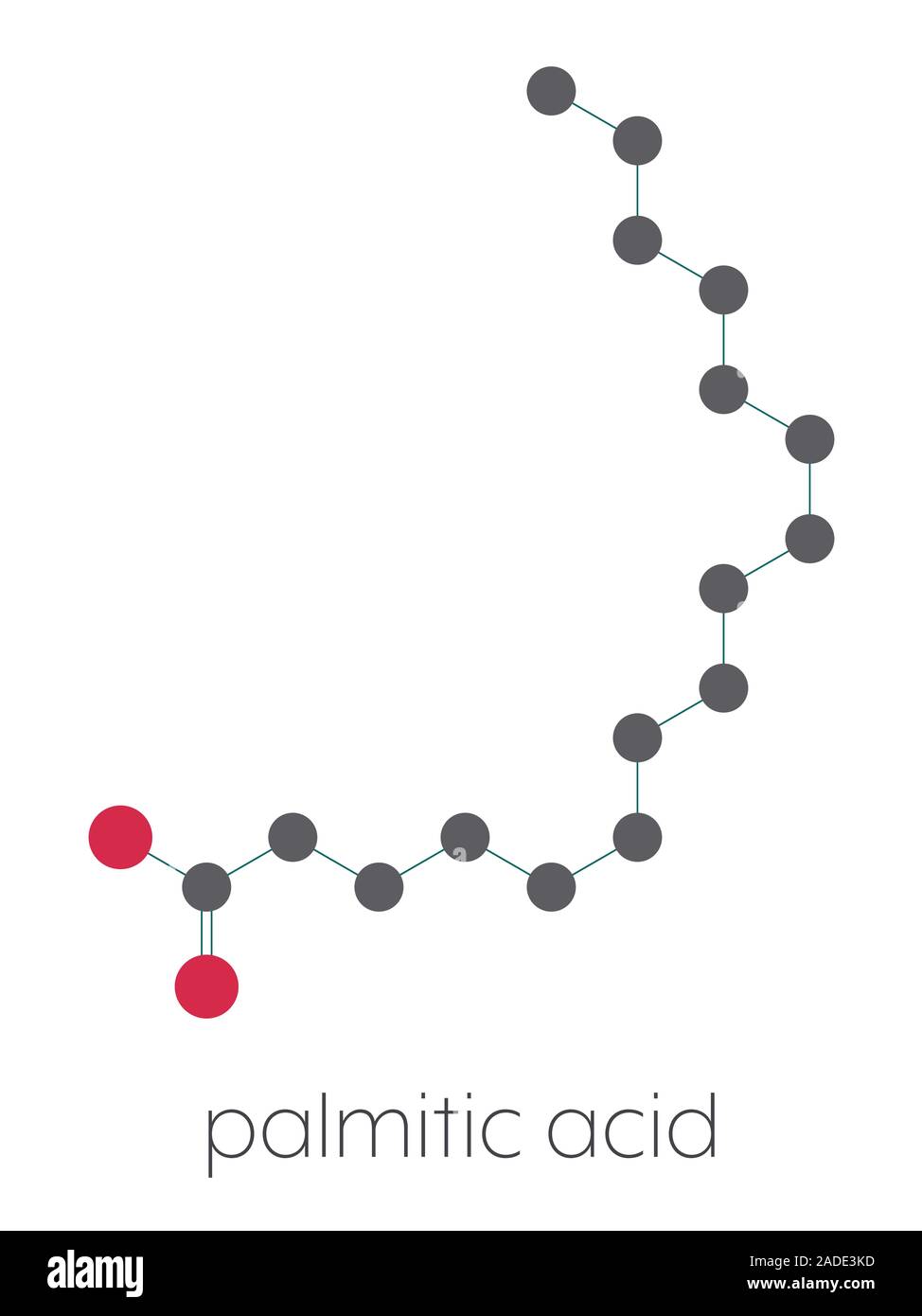 Palmitic (hexadecanoic) acid saturated fatty acid molecule. Stylized ...