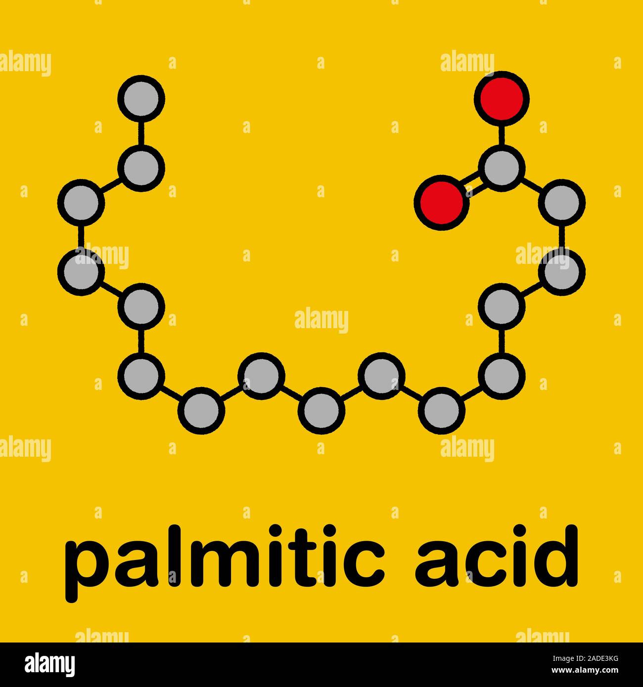 Palmitic (hexadecanoic) acid saturated fatty acid molecule. Stylized ...