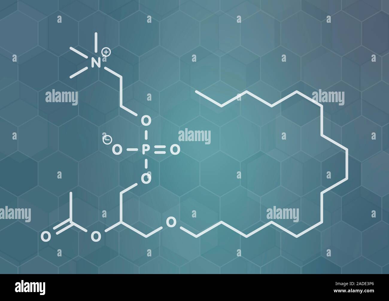 Platelet Activating Factor (PAF) signaling molecule. White skeletal ...