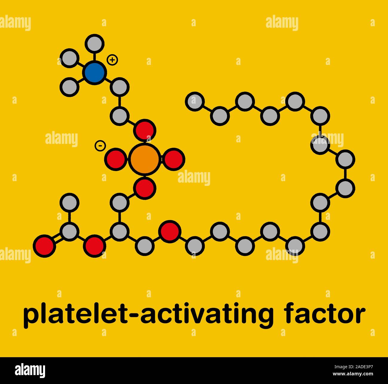 Platelet Activating Factor (PAF) signaling molecule. Stylized skeletal ...