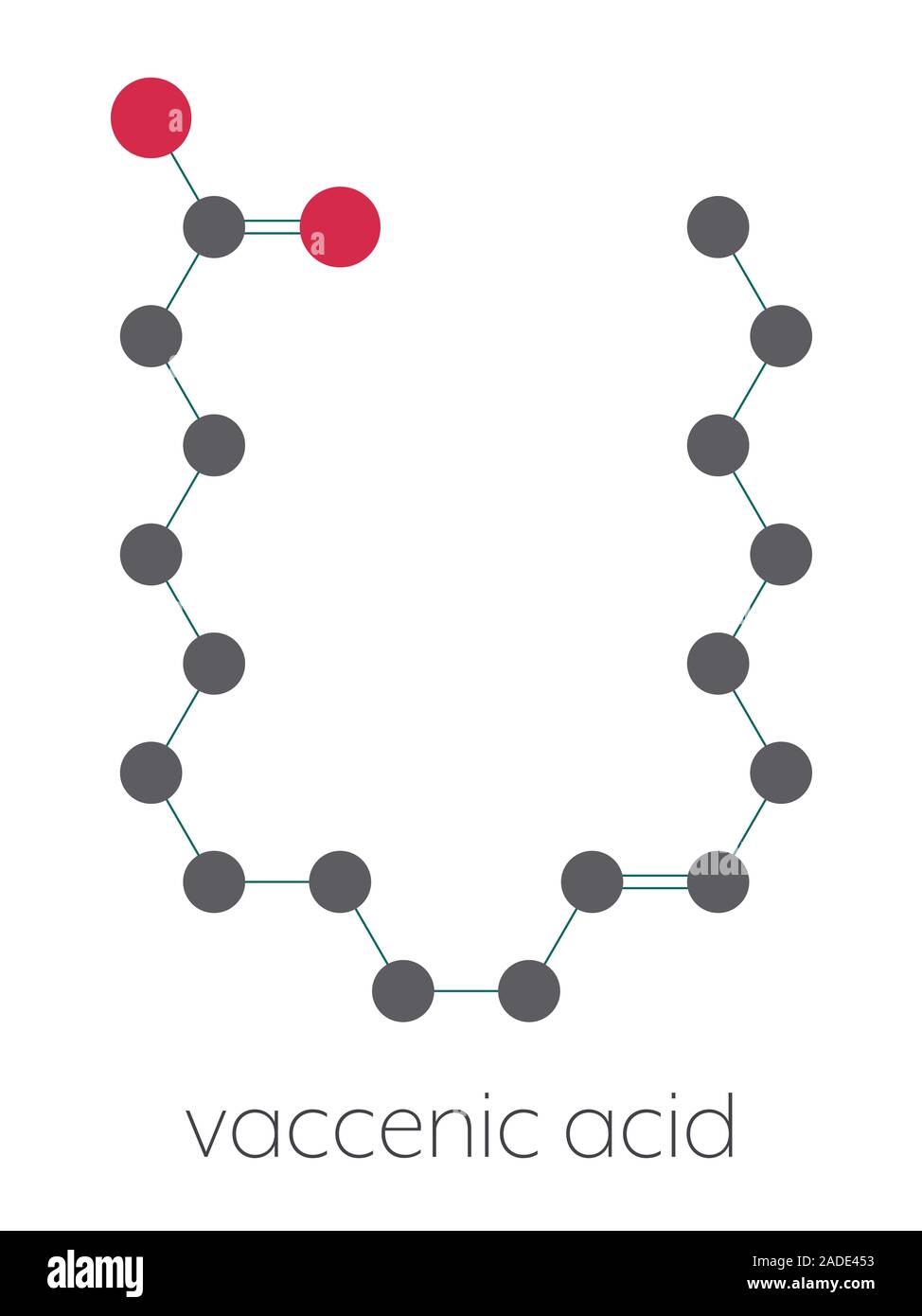 Vaccenic acid molecule. Trans fatty acid, present in animal fat and ...
