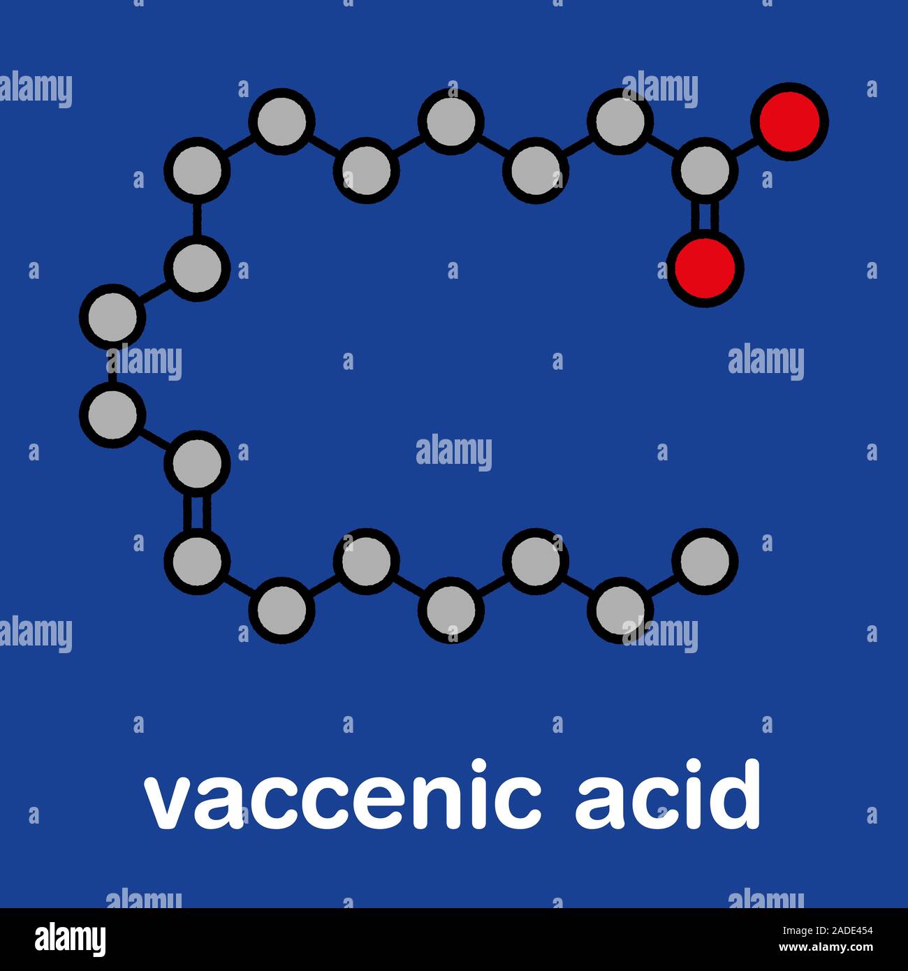 Vaccenic acid molecule. Trans fatty acid, present in animal fat and ...