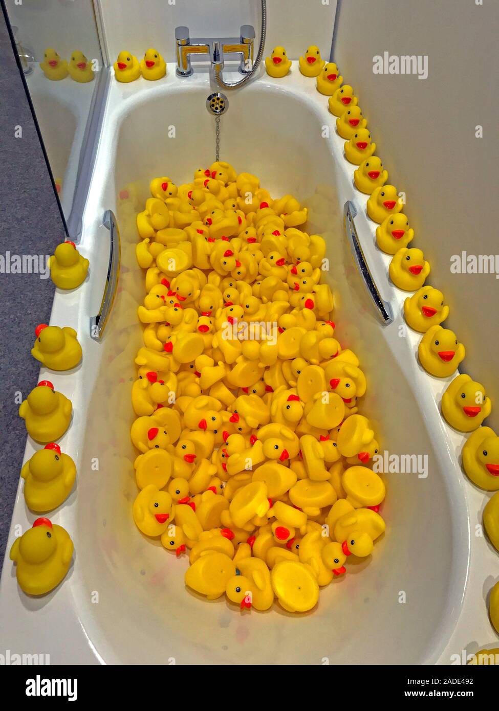 Yellow plastic ducks, in a bathtub,many rubber ducks Stock Photo - Alamy