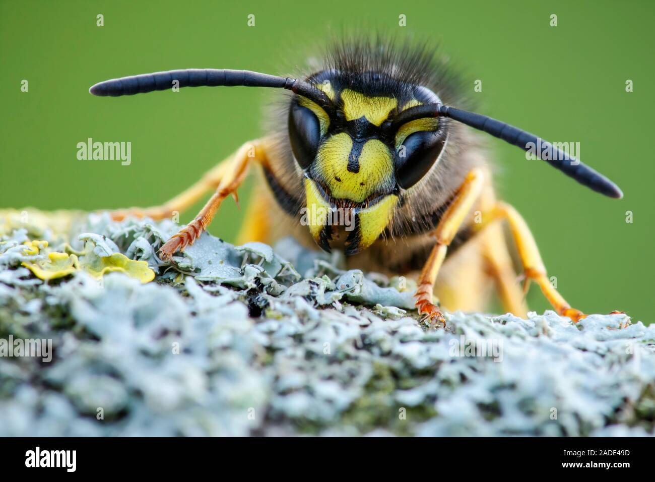 A close-up view of the head of a german wasp (Vespula germanica ...