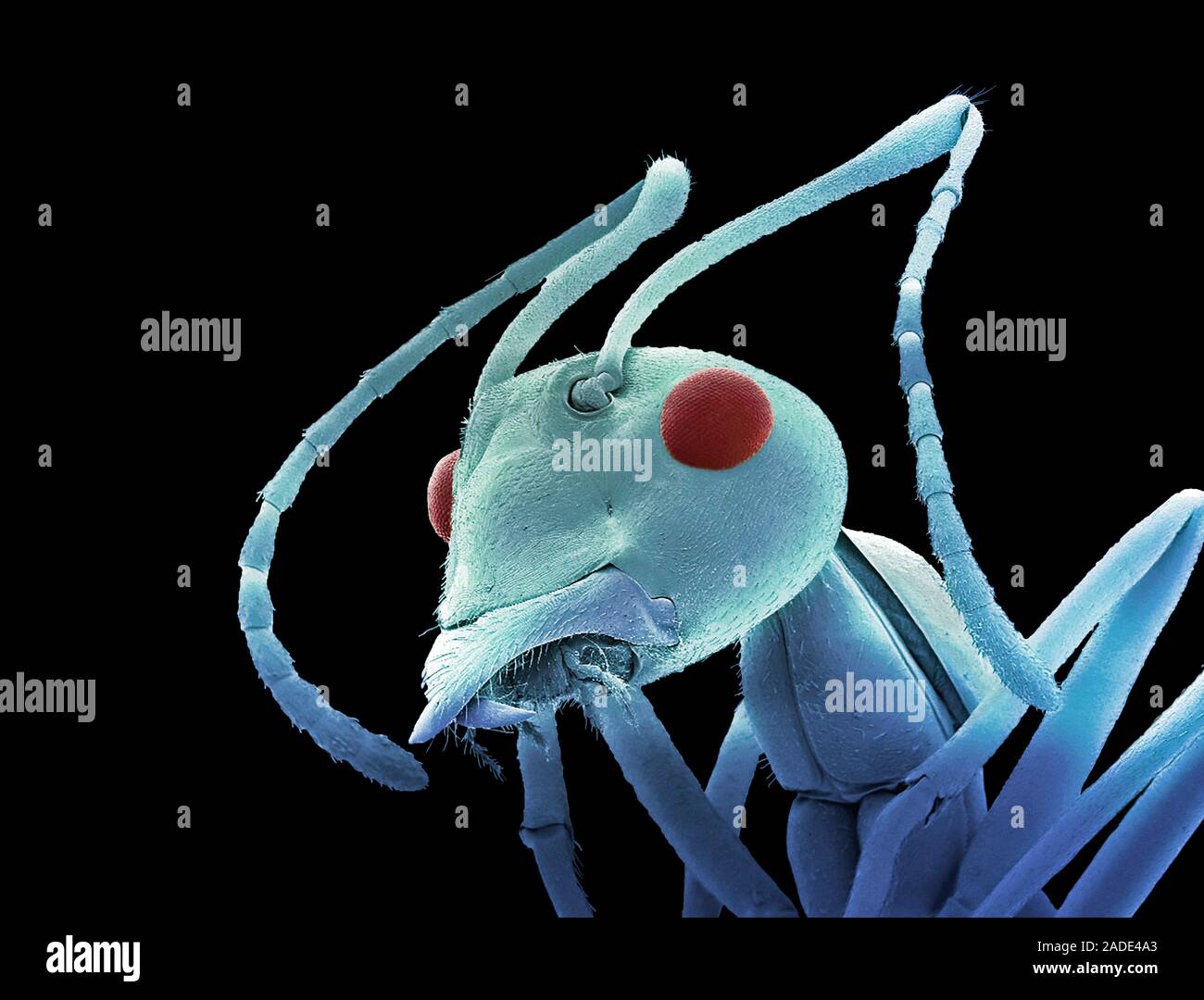 Ant head. Coloured scanning electron micrograph (SEM) of the head of a ...