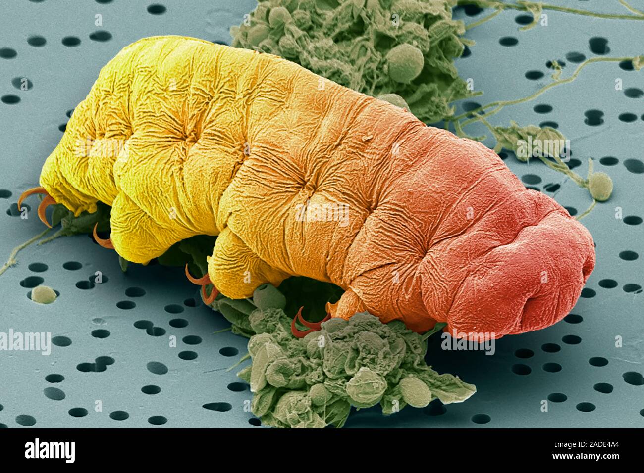 Water bear. Coloured scanning electron micrograph (SEM) of the head of ...