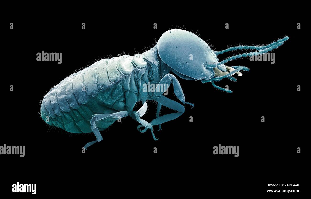 Magnetic termite. Coloured scanning electron micrograph (SEM) of a ...