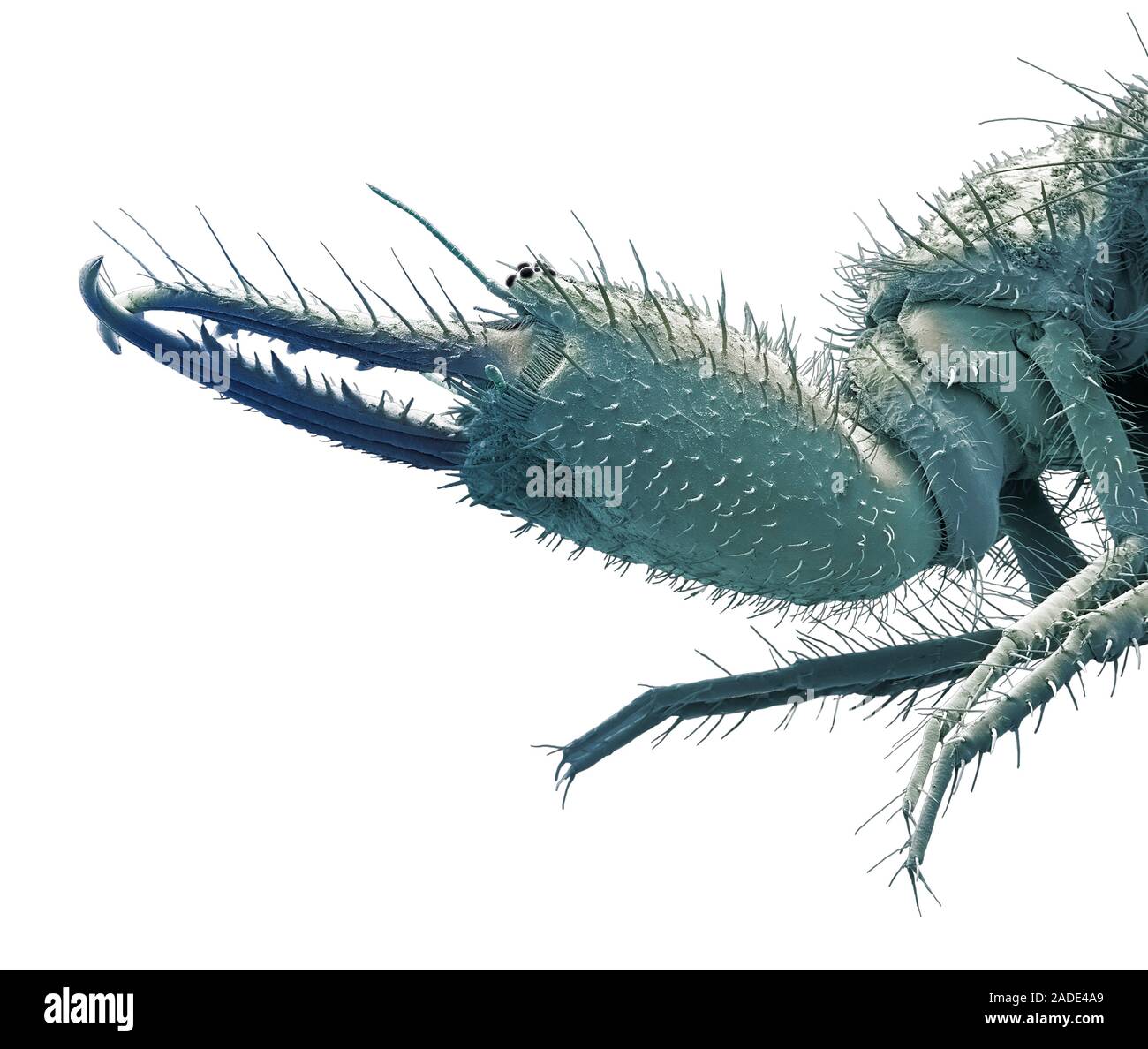 Antlion larva, coloured scanning electron micrograph (SEM). The larval ...