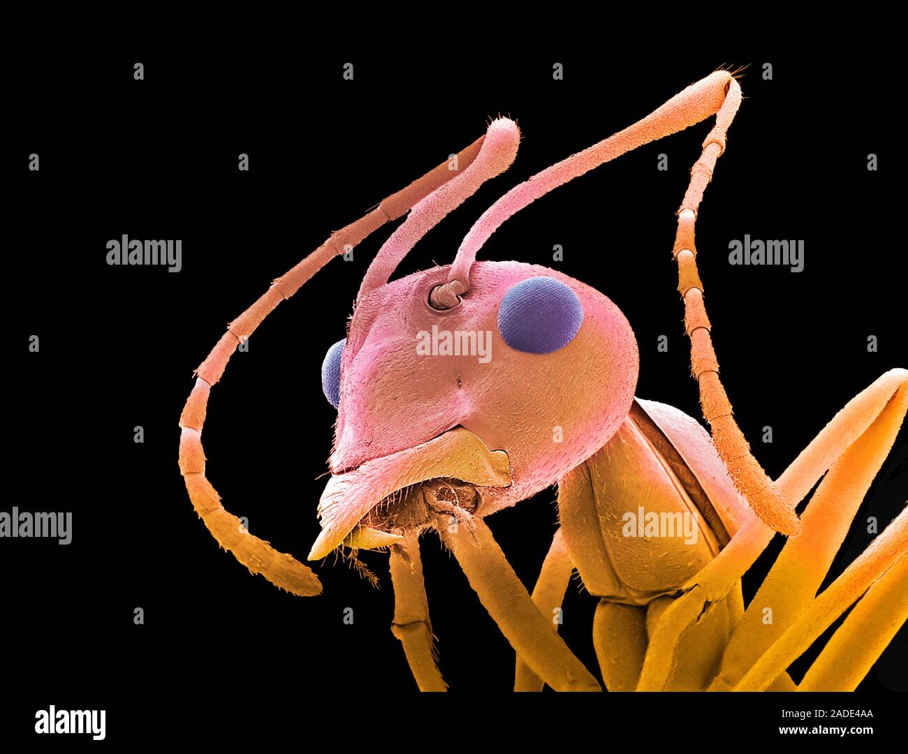 Ant head. Coloured scanning electron micrograph (SEM) of the head of a ...