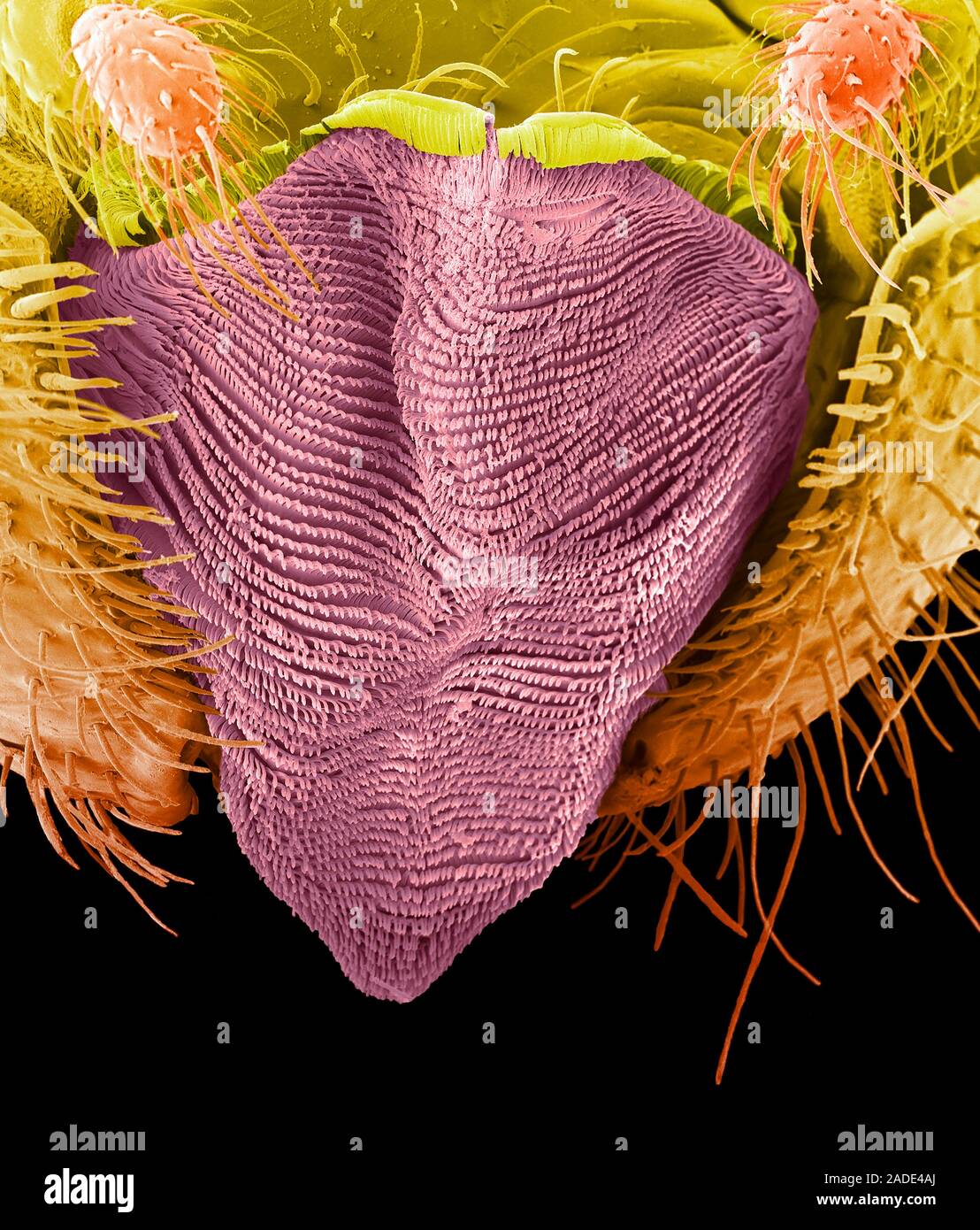 Ant mouth parts.Coloured scanning electron micrograph (SEM) of the ...