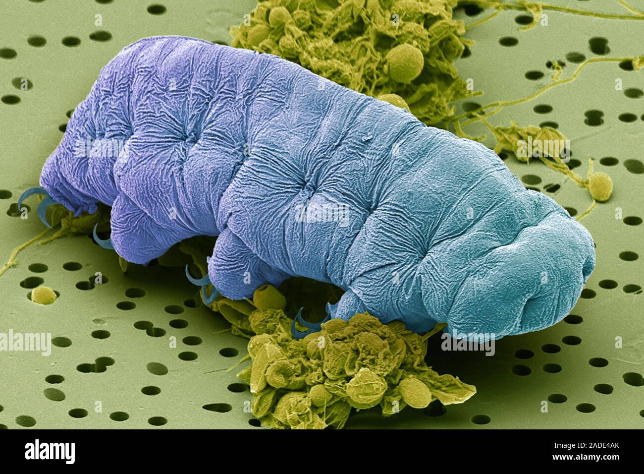 Water bear. Coloured scanning electron micrograph (SEM) of the head of ...