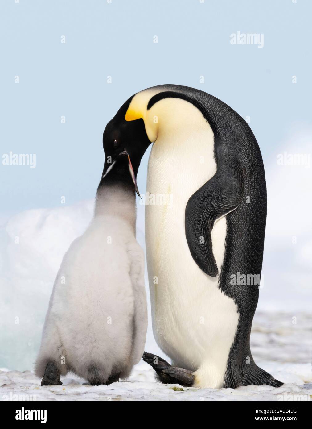 Emperor penguin (Aptenodytes forsteri) feeding its chick. These are the ...