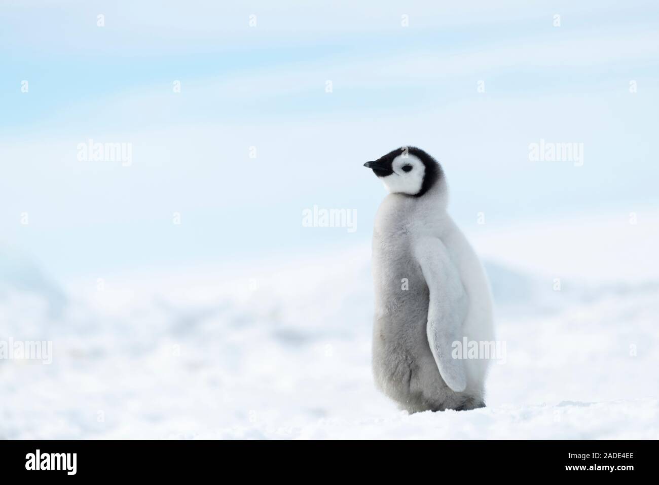 Emperor penguin (Aptenodytes forsteri) chick. This is the only penguin ...