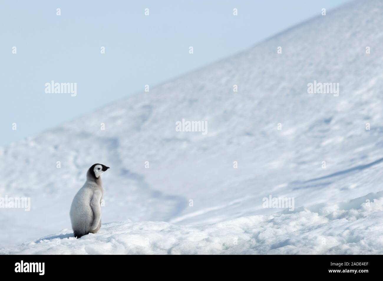 Emperor penguin (Aptenodytes forsteri) chick. This is the only penguin ...