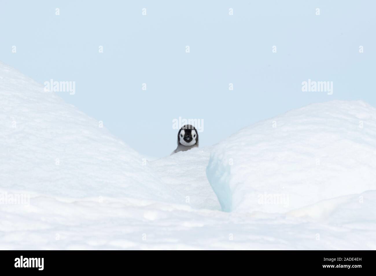 Emperor Penguin Breeding Cycle Australian Antarctic Division